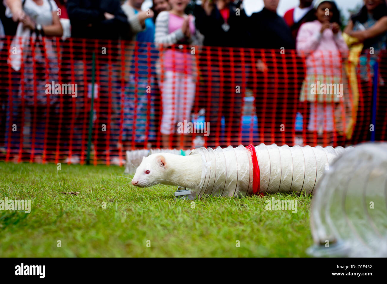 Ferret racing on the Glede part of local country pursuits show Stock ...