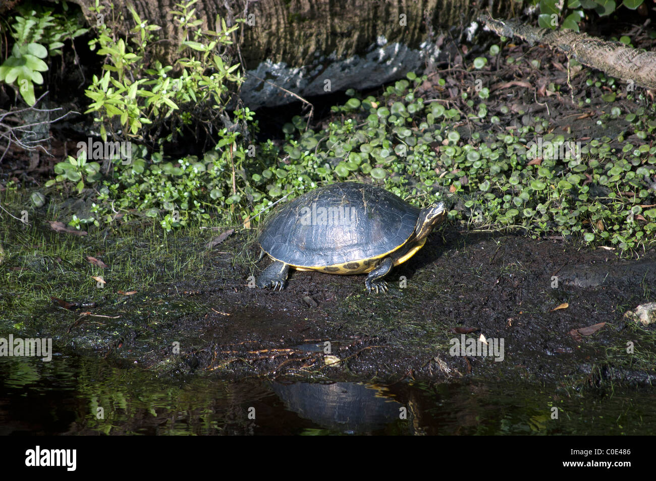 A Peninsula Cooter turtle, Pseudemys floridana peninsularis, sunbathing ...