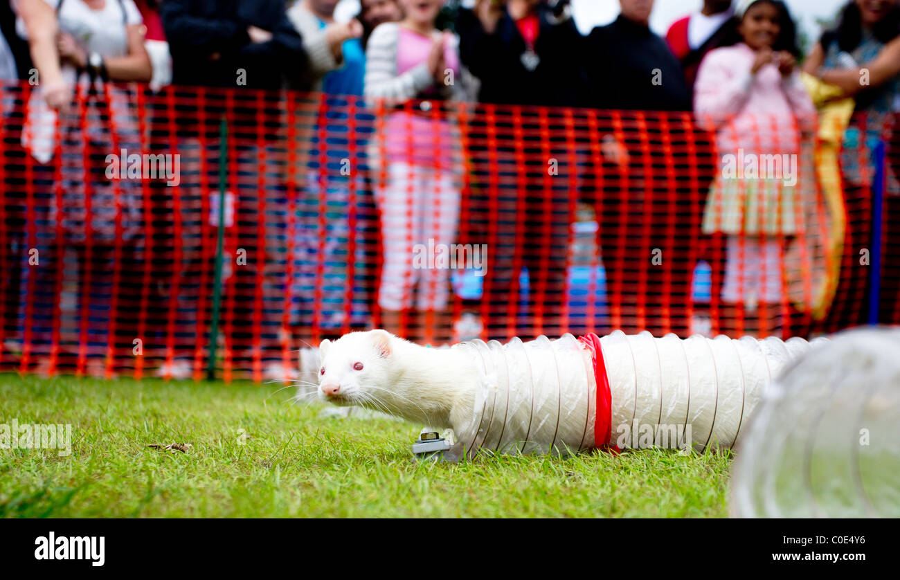 Ferret racing on the Glede part of local country pursuits show Stock ...