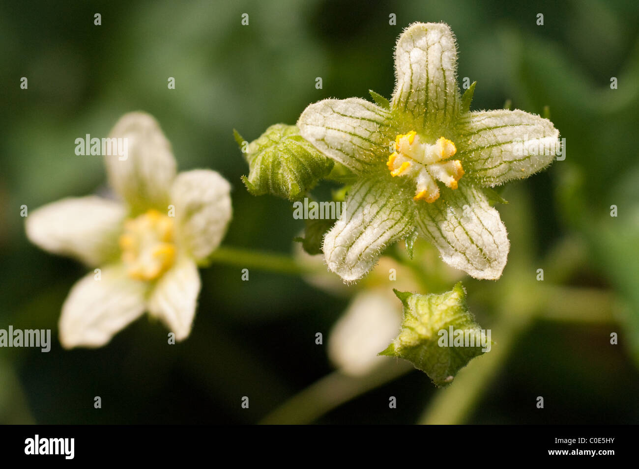 White bryony bryonia dioica hi-res stock photography and images - Alamy