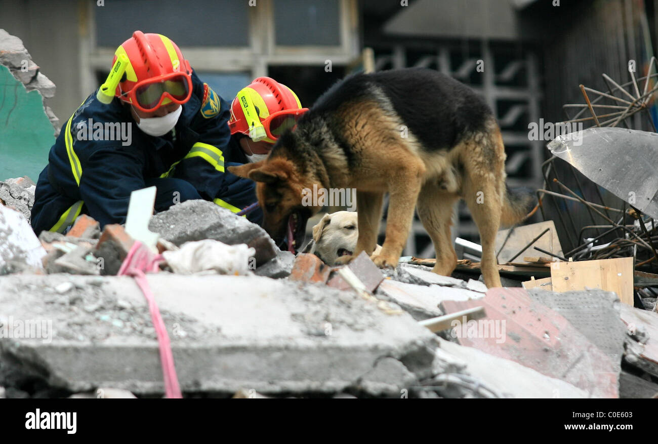 A team of firemen and dogs carry out rescue work in the remains of ...