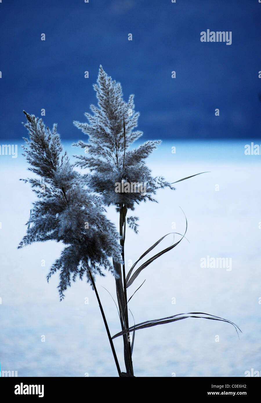 Rushes silhouette hi-res stock photography and images - Alamy