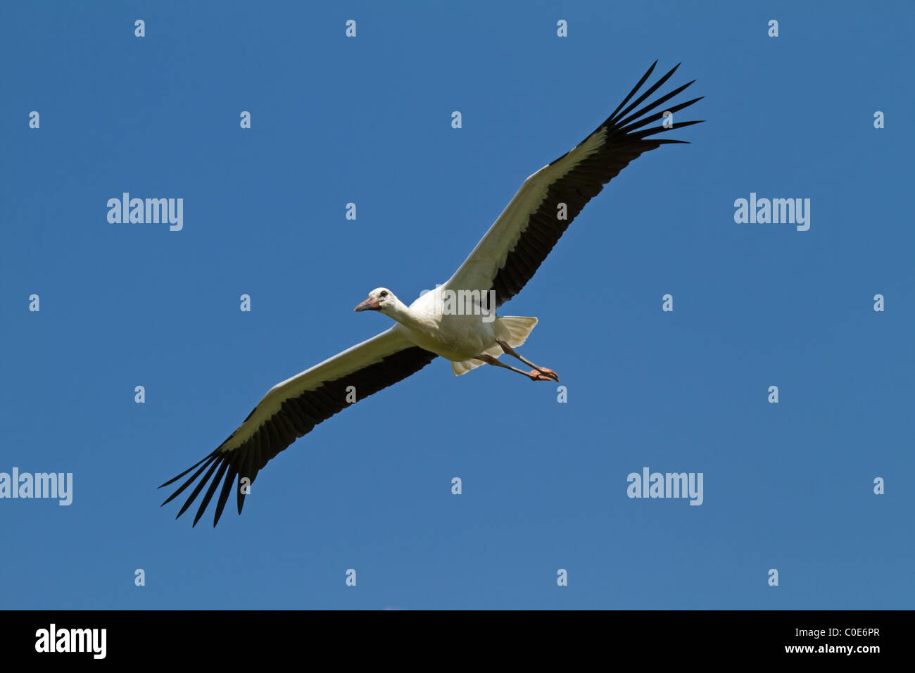 Flying white storks hi-res stock photography and images - Alamy