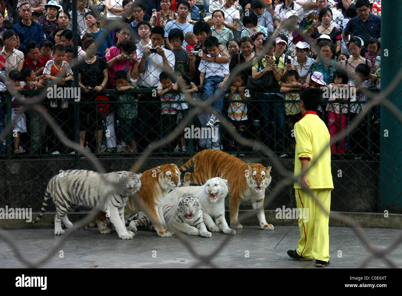 ZOO EXCITES CROWD WITH CRUEL DISPLAY Although the crowds cheer on ...