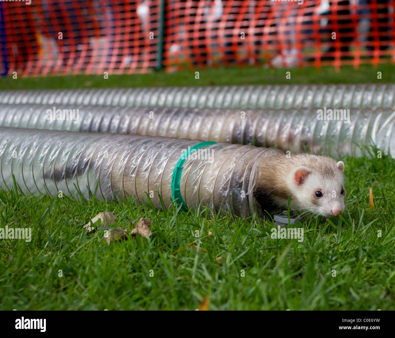 Ferret racing on the Glede part of local country pursuits show Stock ...