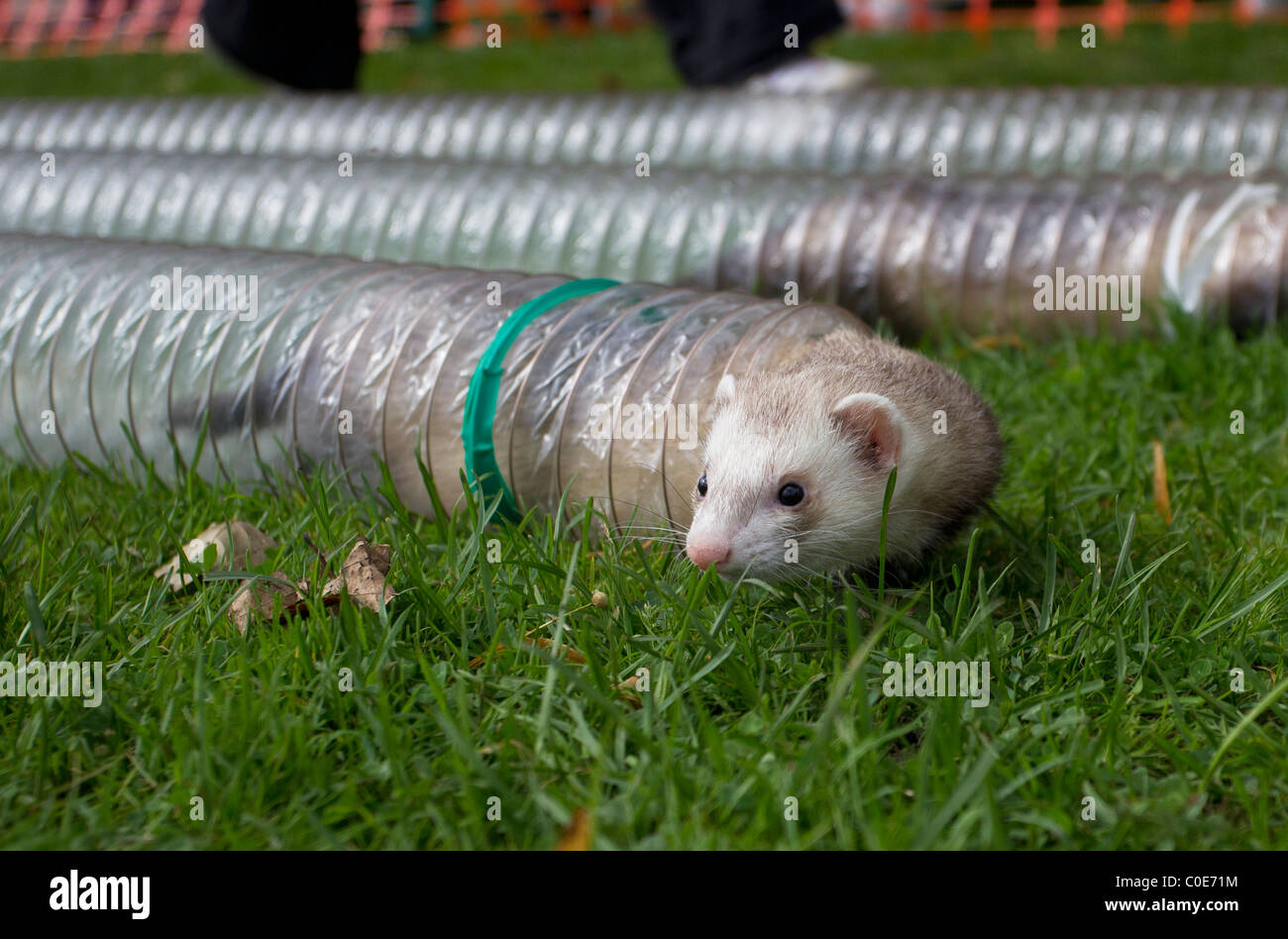 Ferret racing on the Glede part of local country pursuits show Stock ...