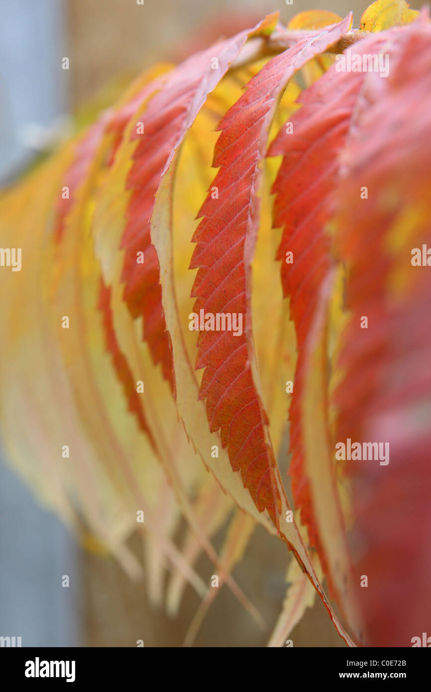 Russet colour leaves hi-res stock photography and images - Alamy