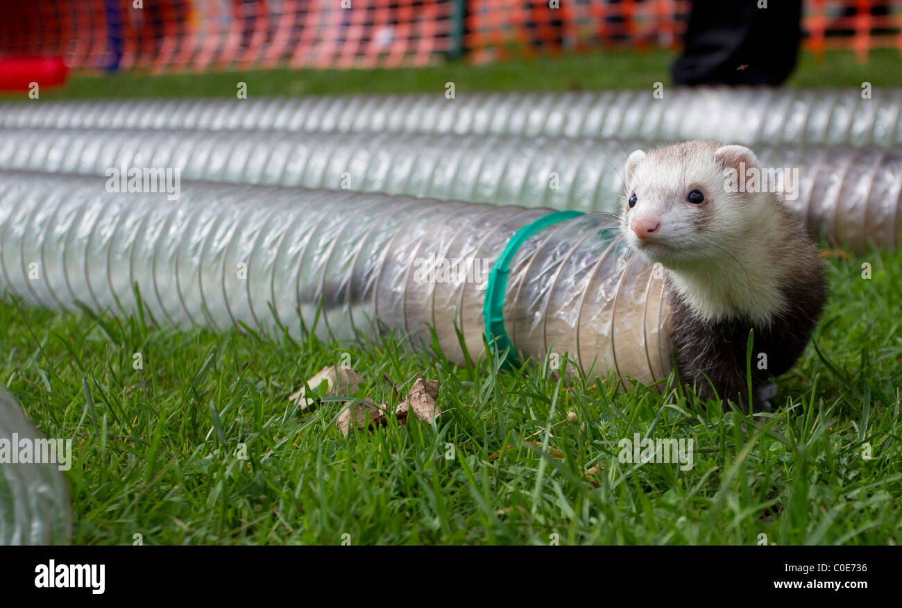 Ferret racing on the Glede part of local country pursuits show Stock ...