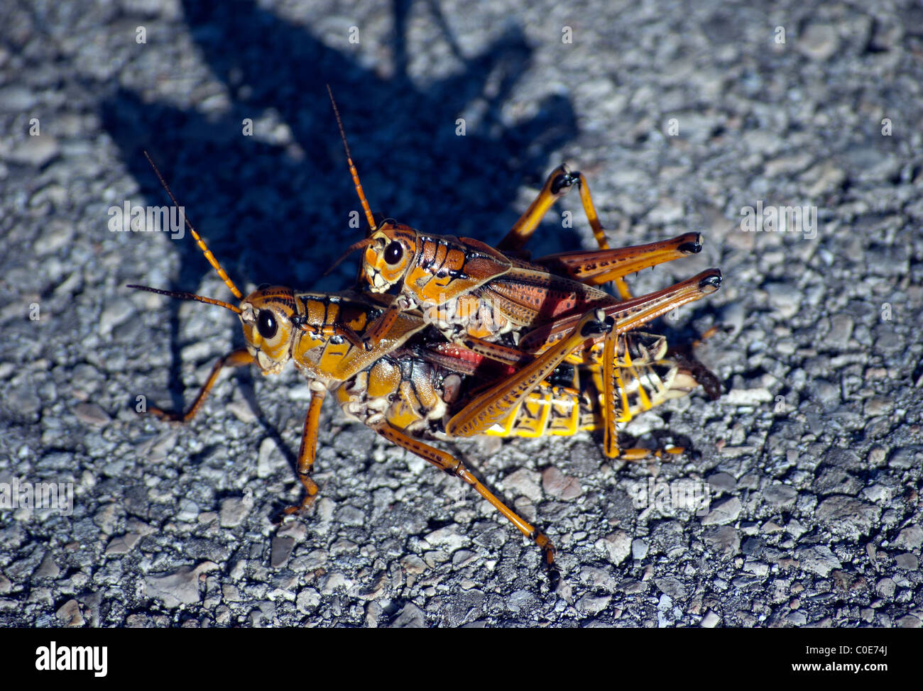 Florida Grasshoppers mating at Pelican Bay, Naples, Florida, USA Stock ...