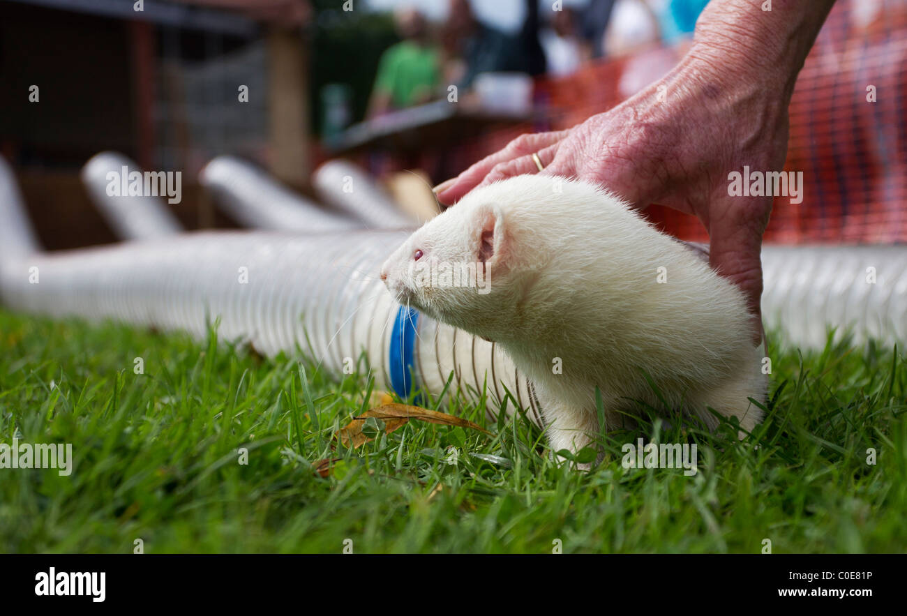 Ferret racing on the Glede part of local country pursuits show Stock ...