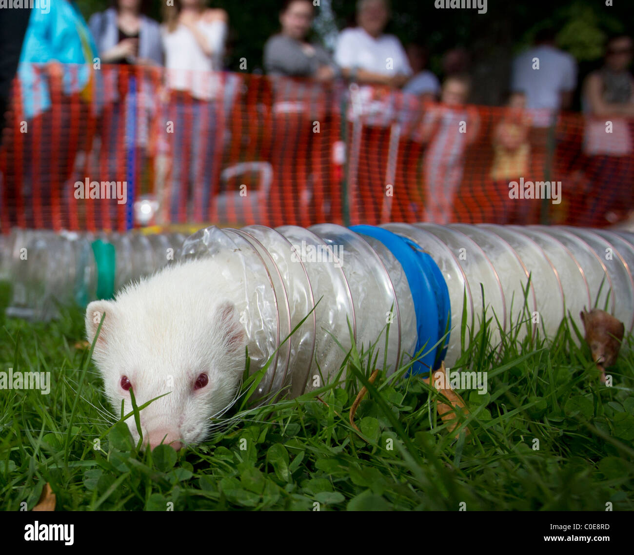 Ferret racing on the Glede part of local country pursuits show Stock ...