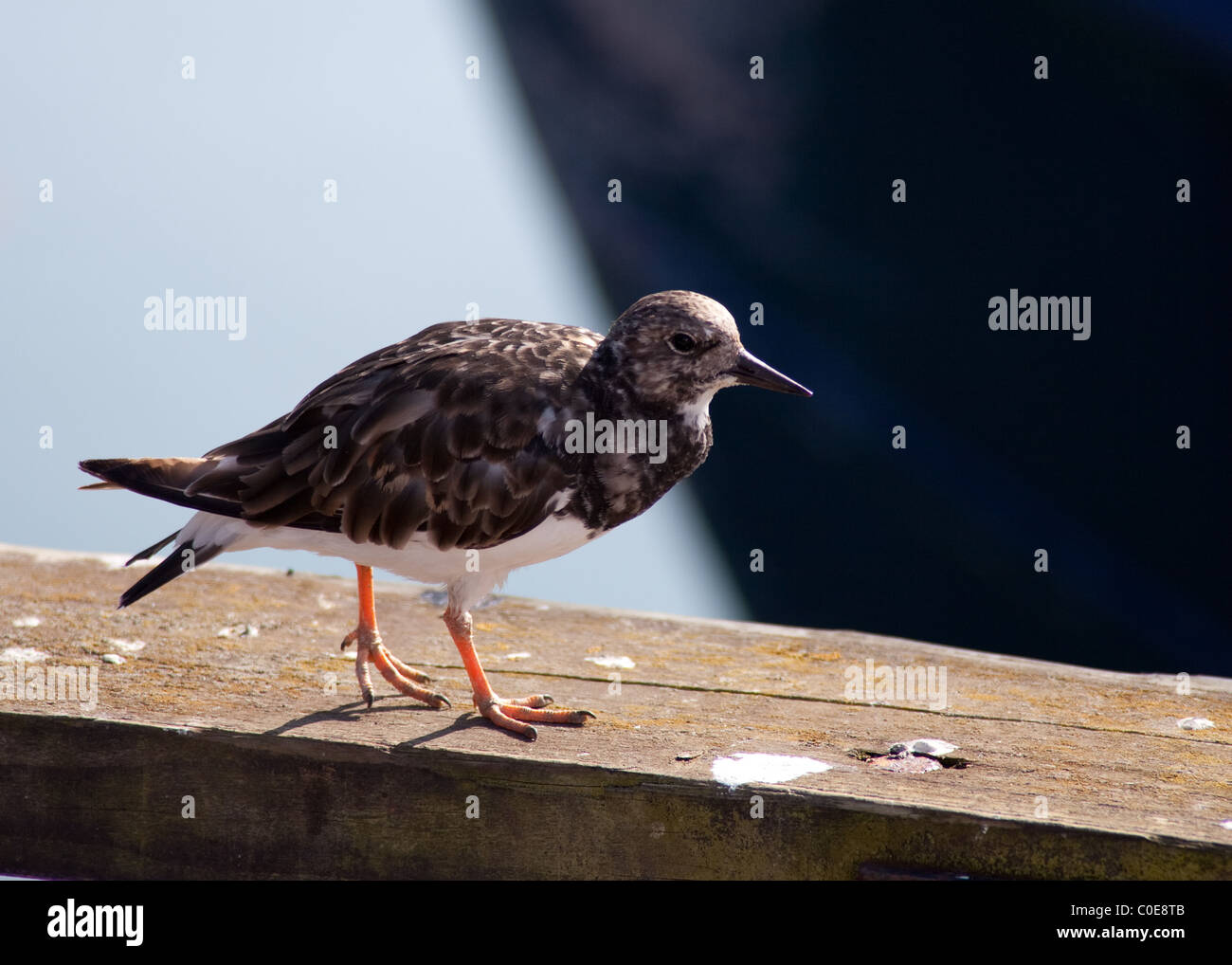 Sea bird brixham harbour hi-res stock photography and images - Alamy