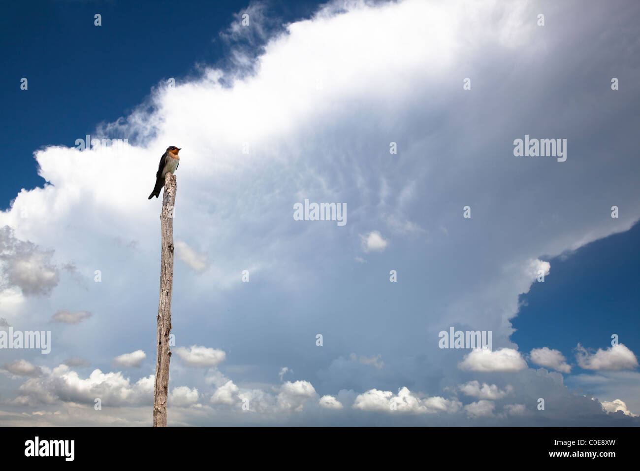 bird with summer storm cloud Stock Photo - Alamy