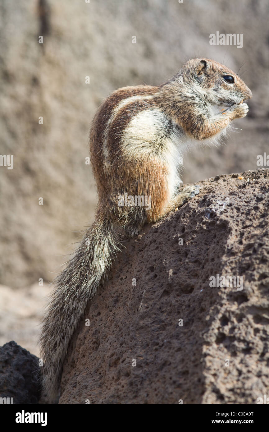Ground Squirrel from Africa now breeding in Fuerteventura Stock Photo ...