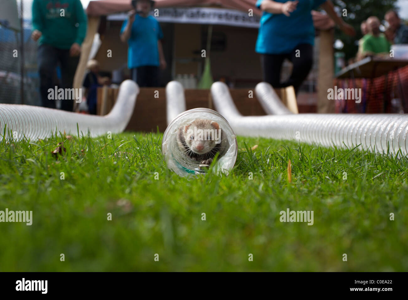 Ferret racing on the Glede part of local country pursuits show Stock ...