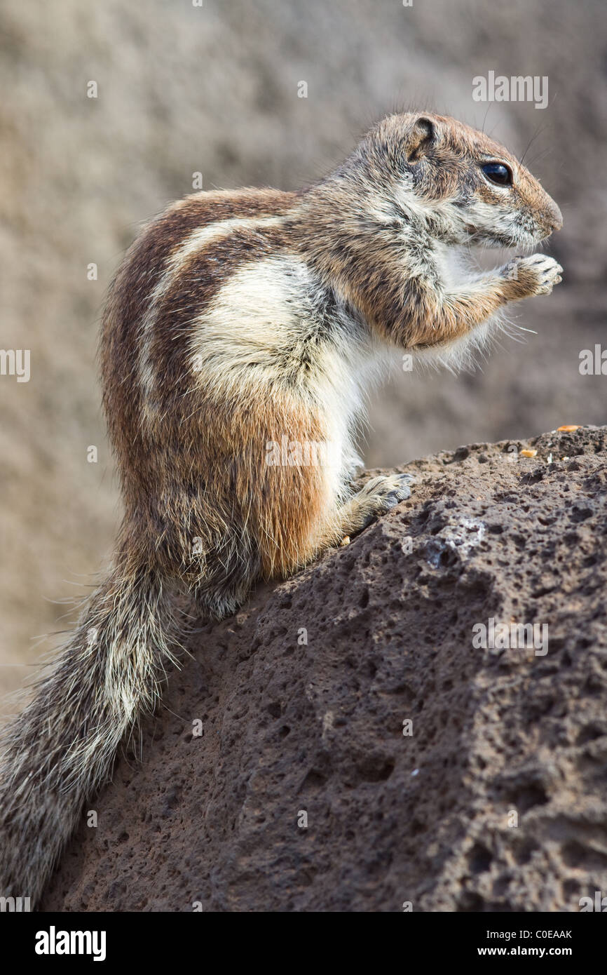 Ground Squirrel from Africa now breeding in Fuerteventura Stock Photo ...