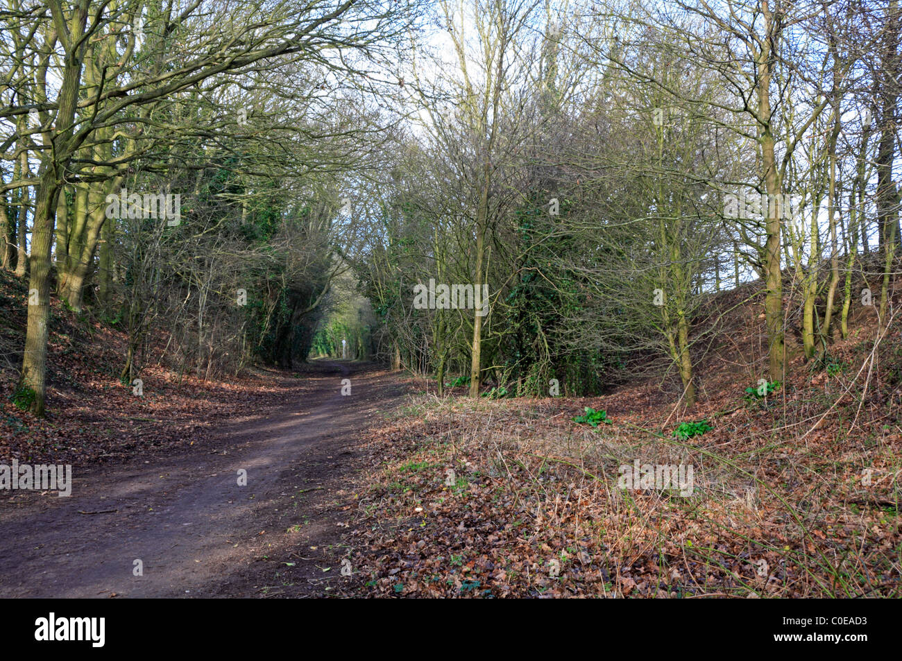 A shady section of the Marriott's Way long distance footpath and cycle ...