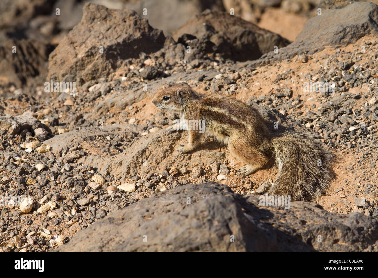 Ground Squirrel from Africa now breeding in Fuerteventura Stock Photo ...