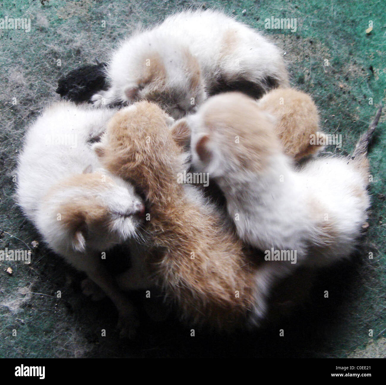 FREAKY FELINES This cat has potentially produced a freak of nature ...