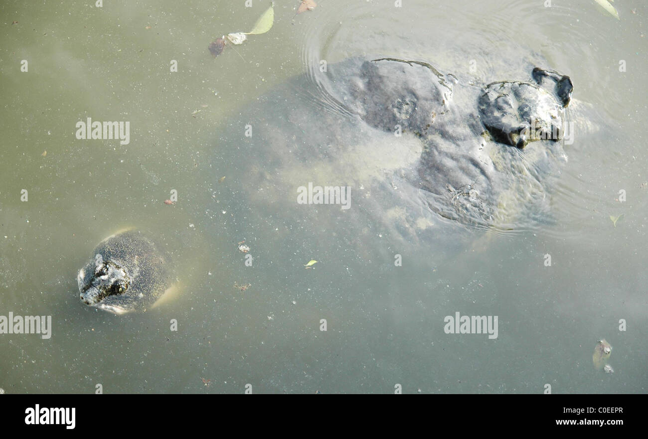 SOFTSHELL TURTLE MOVES HOME The world's last known female Shanghai ...