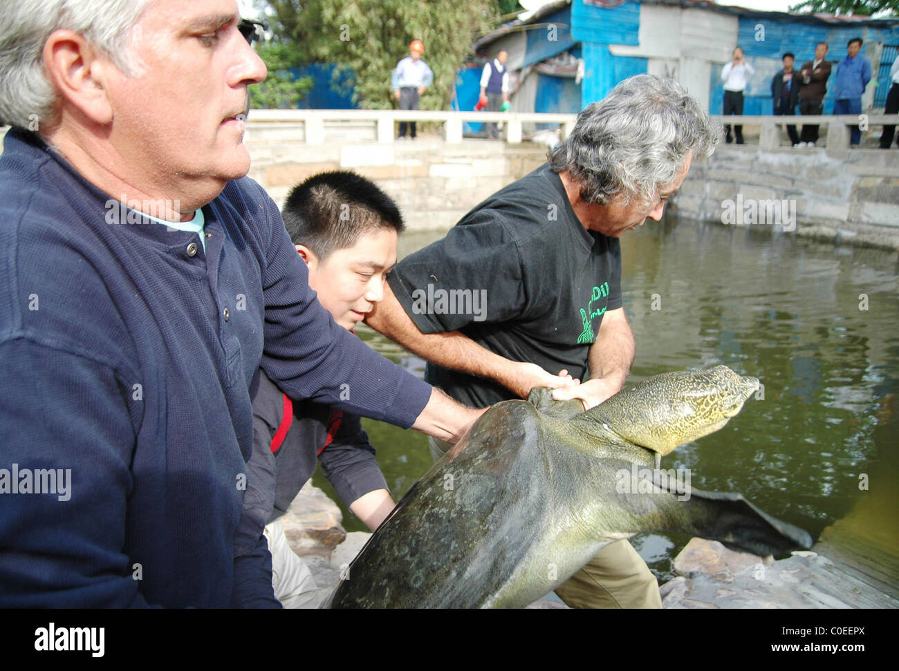 SOFTSHELL TURTLE MOVES HOME The world's last known female Shanghai ...