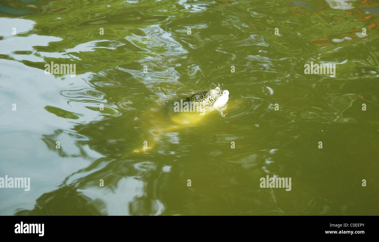 SOFTSHELL TURTLE MOVES HOME The world's last known female Shanghai ...