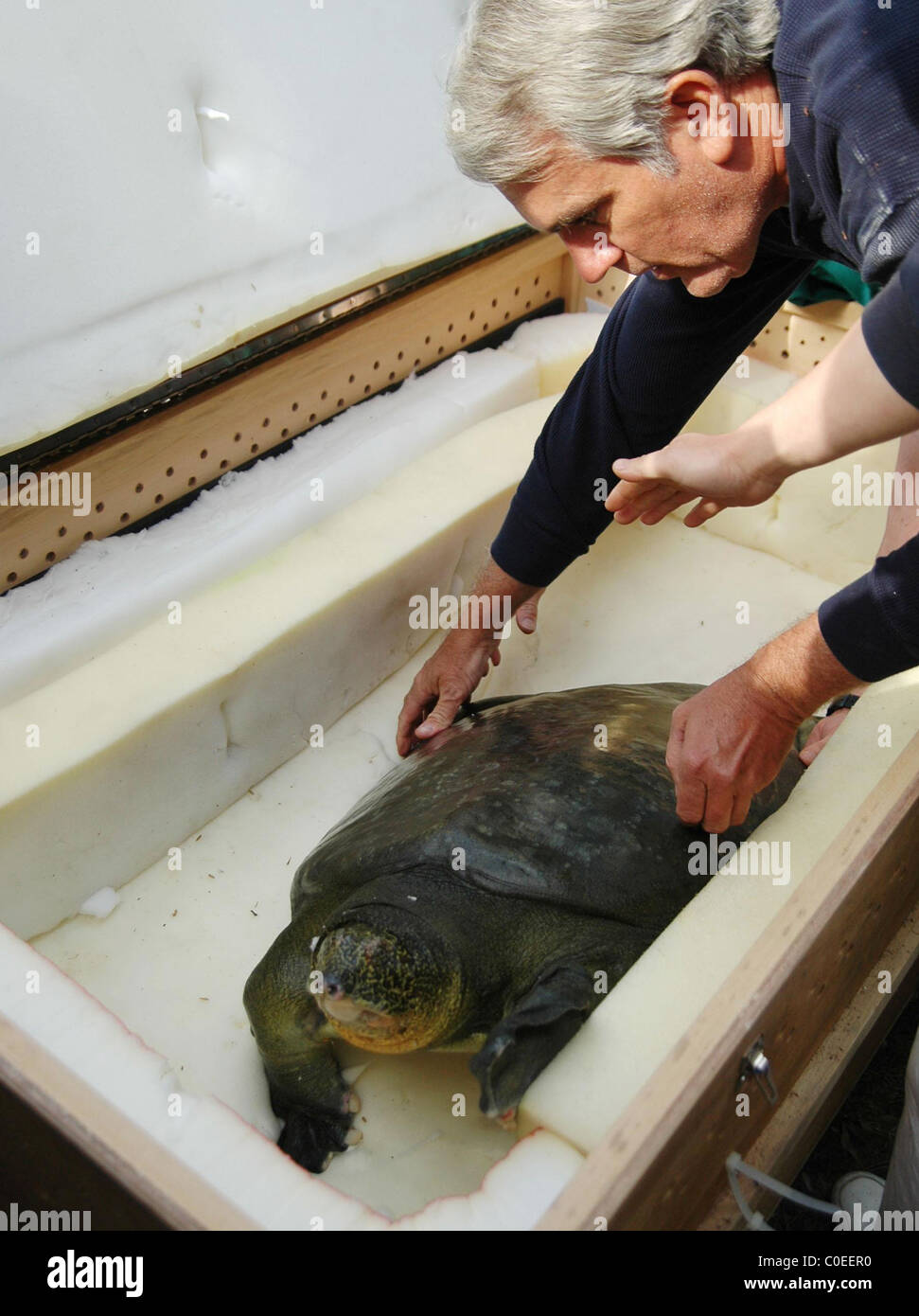 SOFTSHELL TURTLE MOVES HOME The world's last known female Shanghai ...
