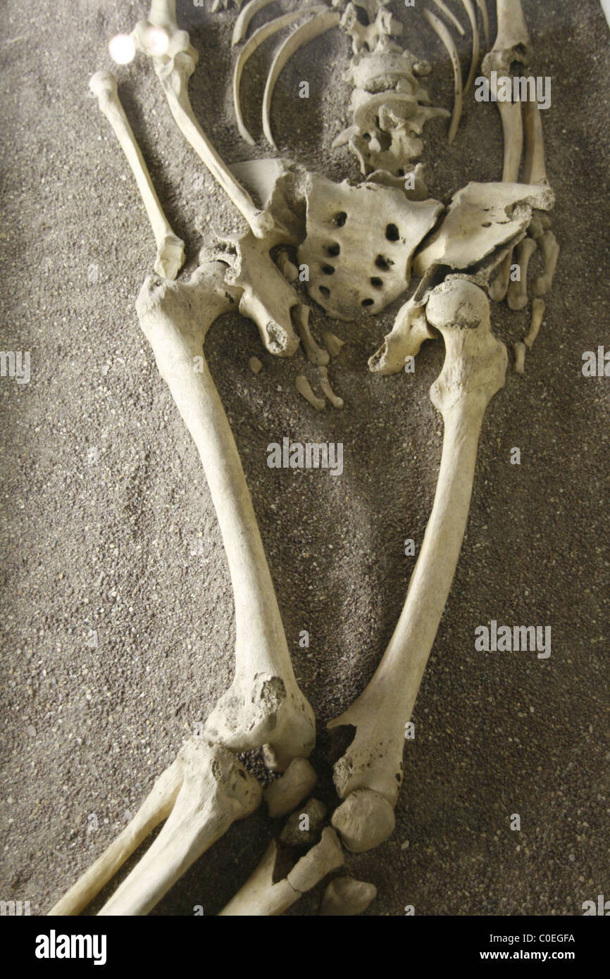 human skeleton in a museum in rome italy Stock Photo - Alamy