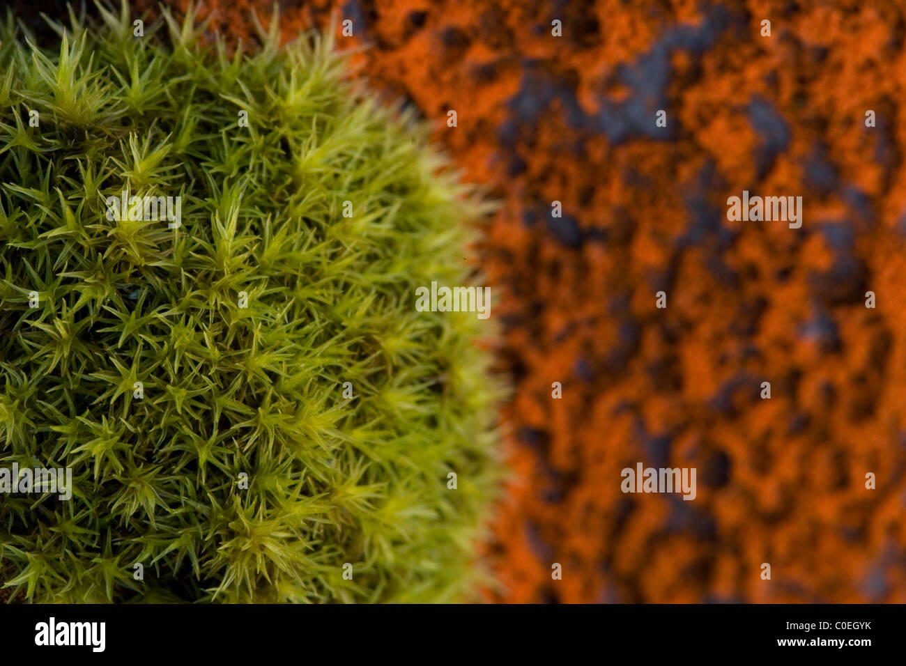 Green moss and orange lichen on a rock Stock Photo - Alamy