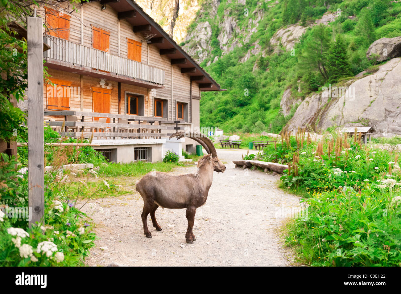Wild goat capra cliff hi-res stock photography and images - Alamy