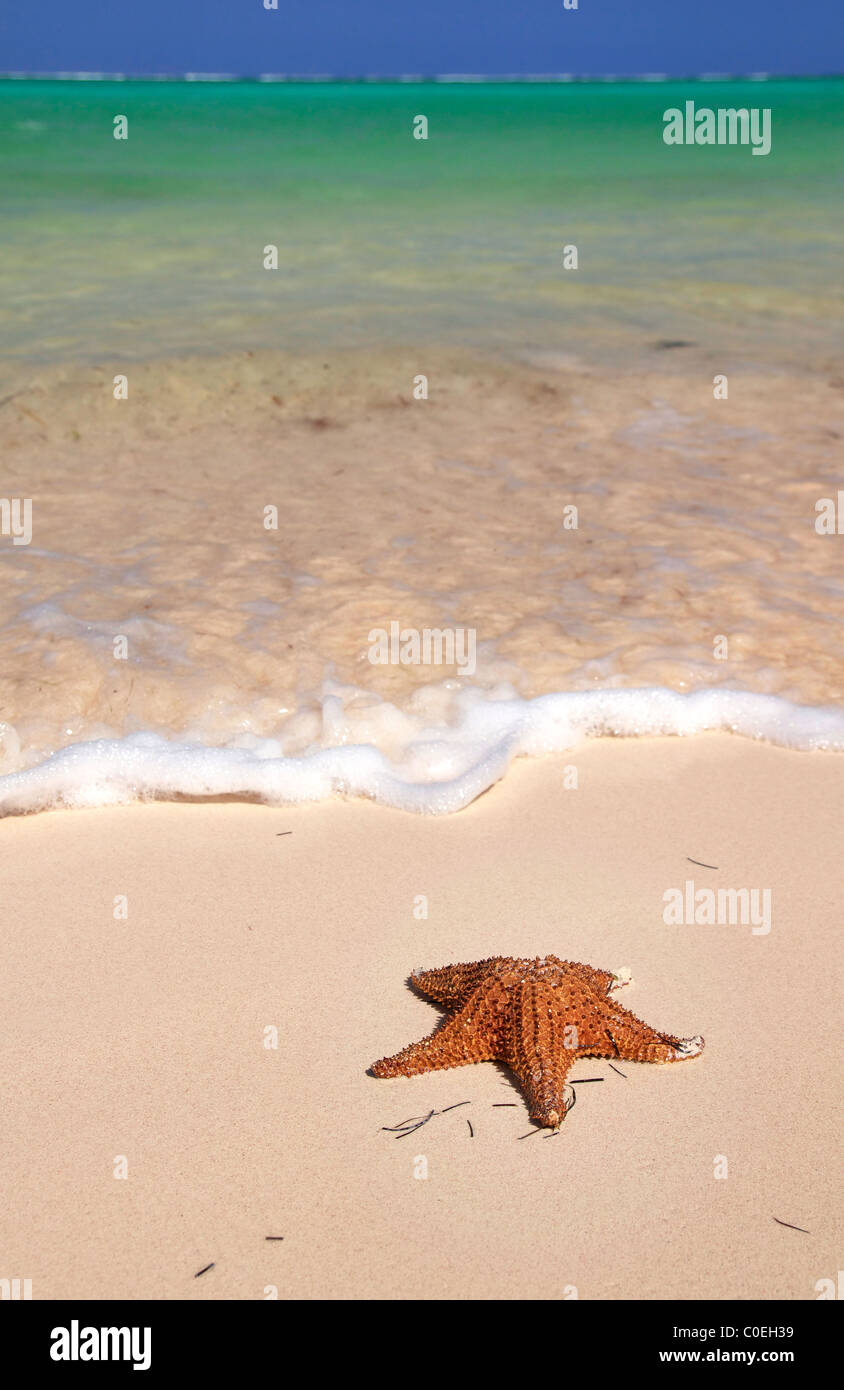 Starfish closeup view hi-res stock photography and images - Alamy