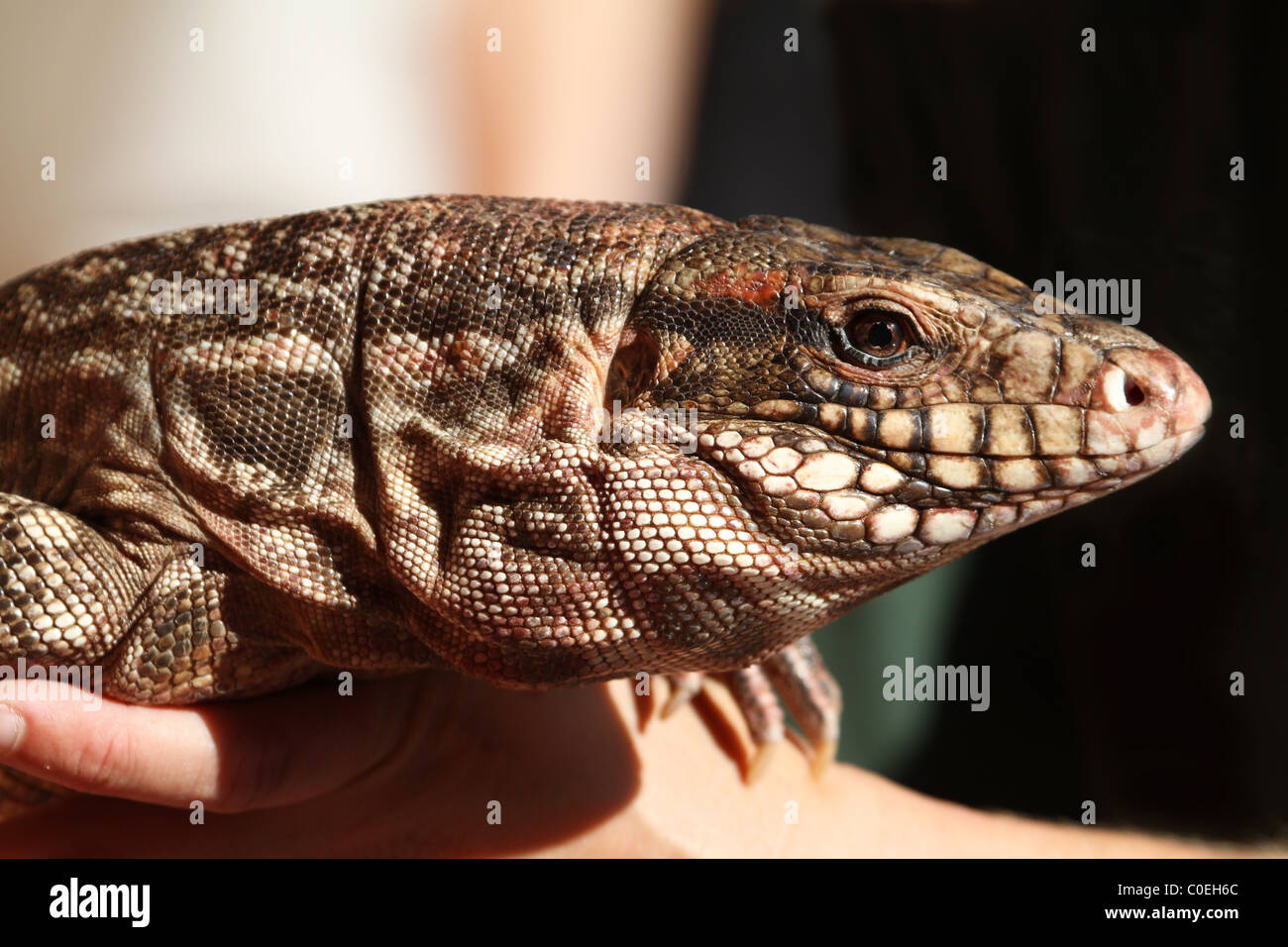 Lizard holding a large lizard close up Stock Photo - Alamy