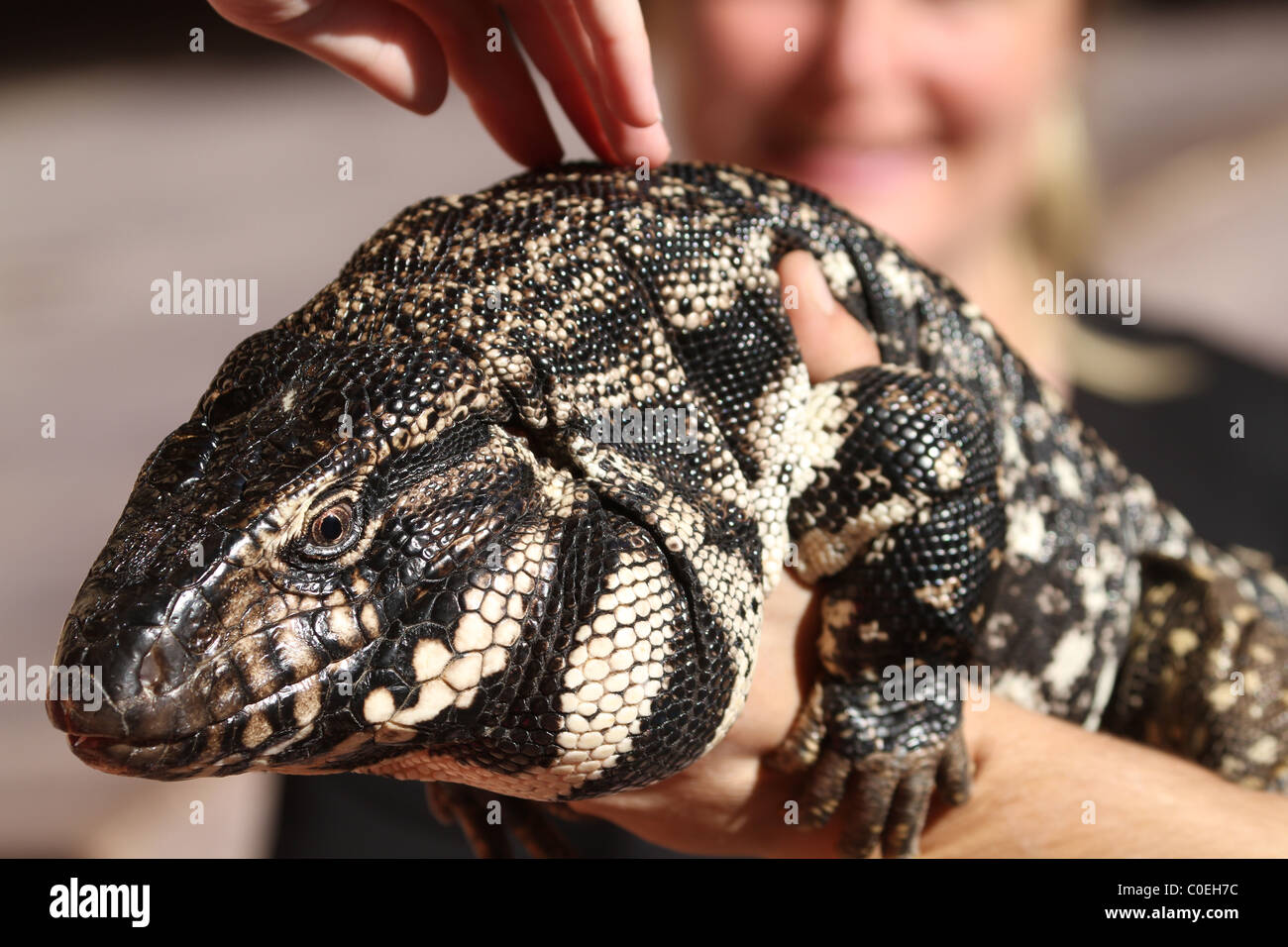 Lizard holding a large lizard close up Stock Photo - Alamy