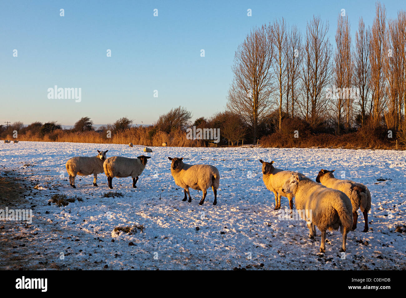 Welsh sheep farming winter hi-res stock photography and images - Alamy