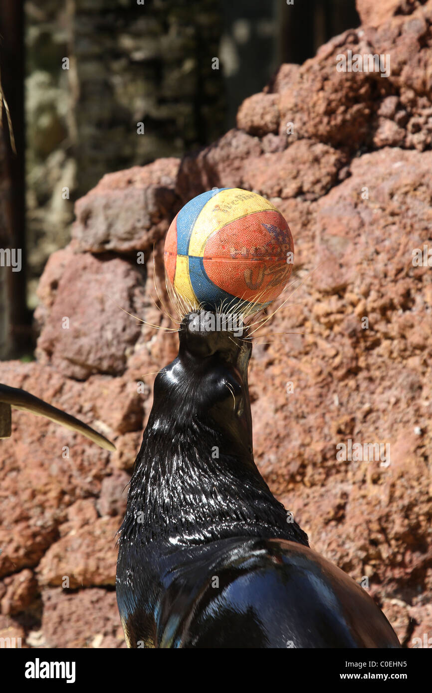 Sea lion ball hi-res stock photography and images - Alamy
