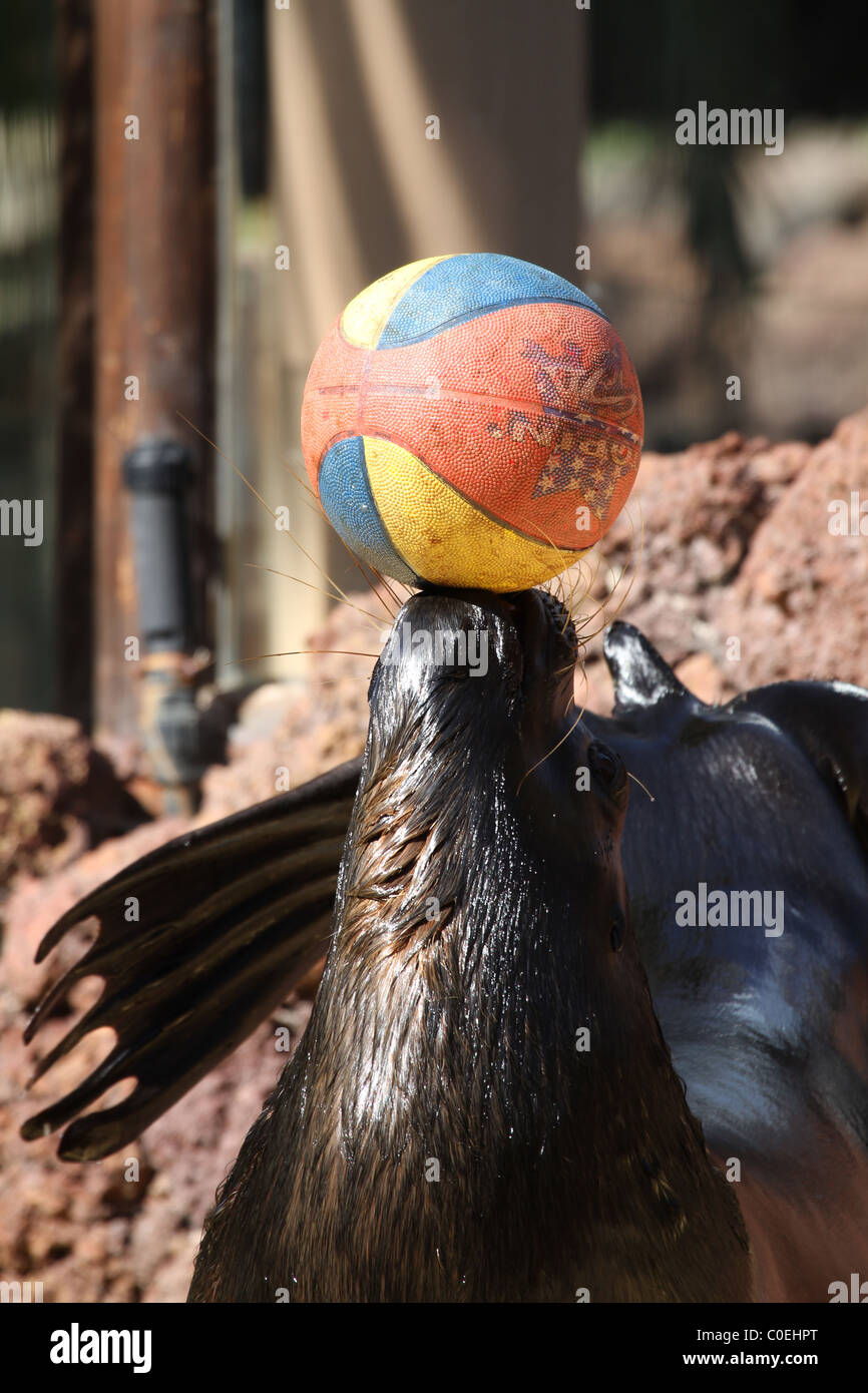 Seal animal doing tricks hi-res stock photography and images - Alamy