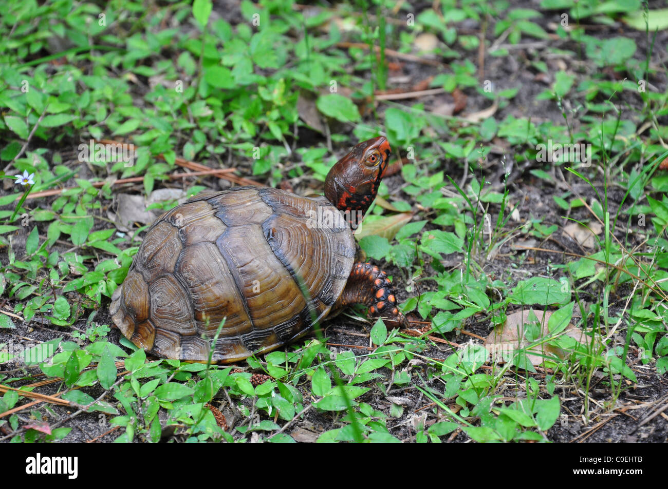 Three-Toed Box Turtle running away Stock Photo - Alamy