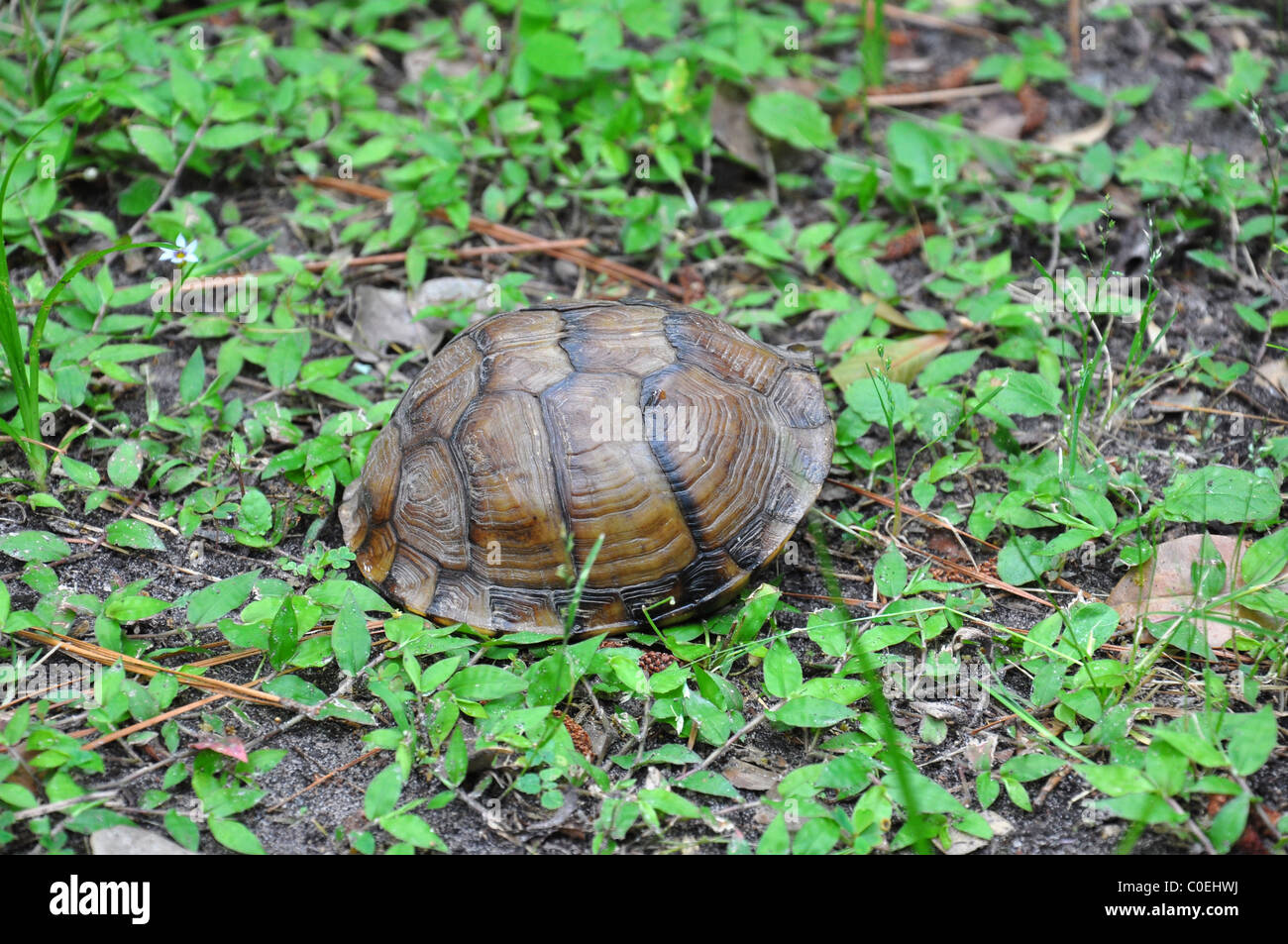 Box turtle, burrow hi-res stock photography and images - Alamy