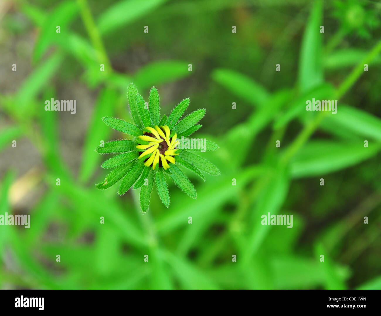 Daisy bud beginning to bloom in summer Stock Photo - Alamy