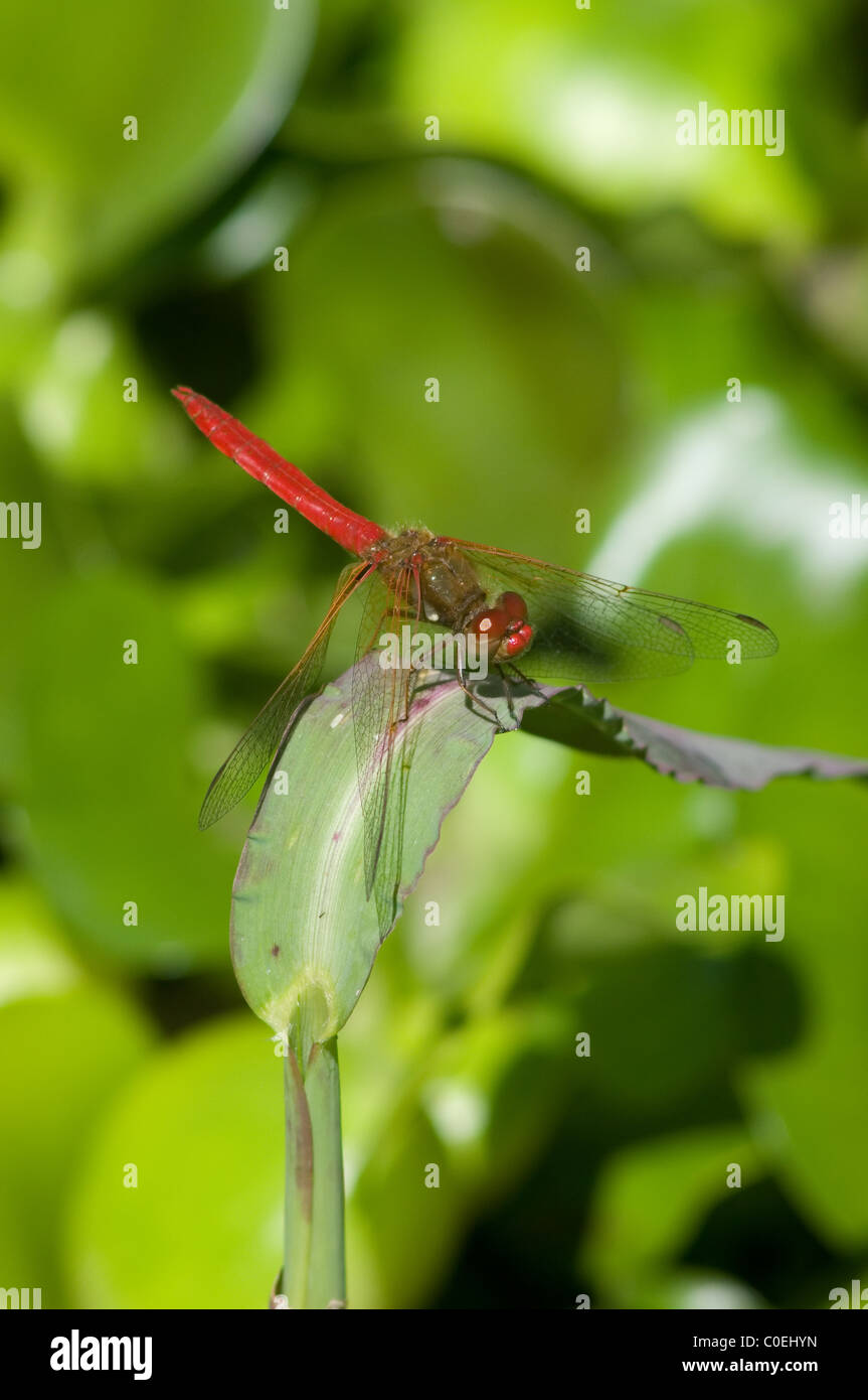 Illotum hi-res stock photography and images - Alamy