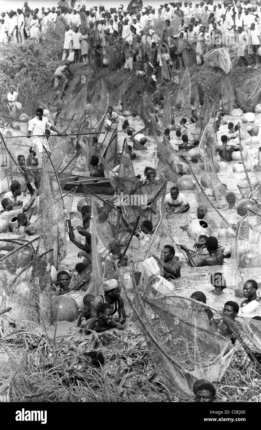 Argungu fishing festival Stock Photo - Alamy