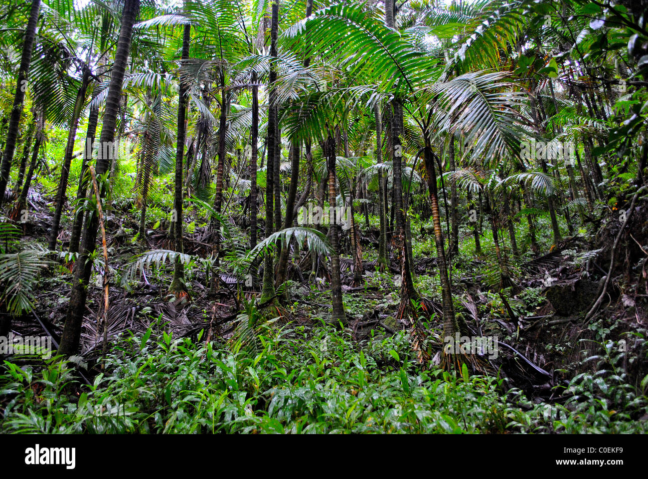 Puerto rico rainforest hi-res stock photography and images - Alamy