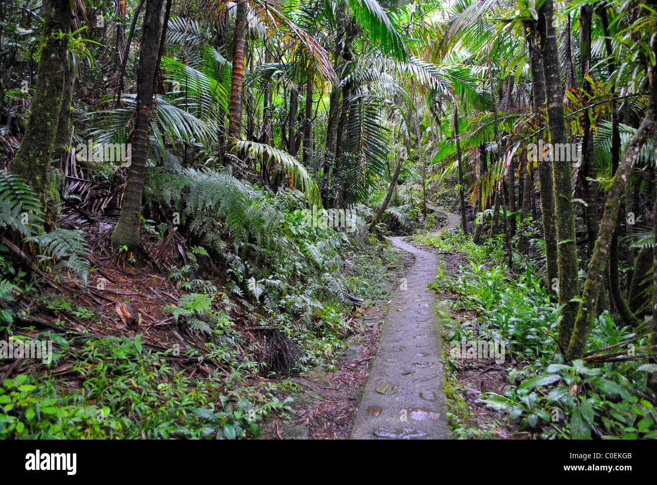 Path in the rainforest Stock Photo - Alamy