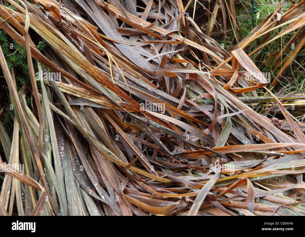 Dead leaves ripe for composting Stock Photo - Alamy