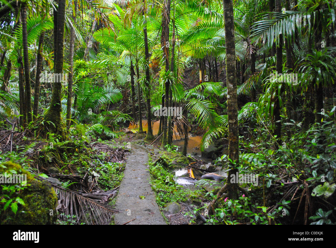 Path in the rainforest Stock Photo - Alamy