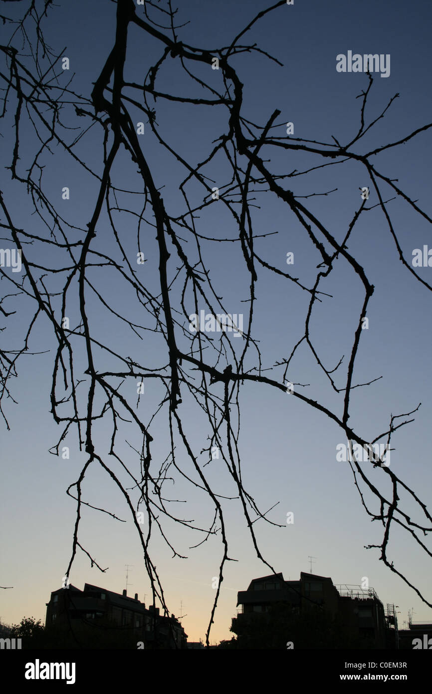 old ragged bare tree branches in city town at night Stock Photo - Alamy