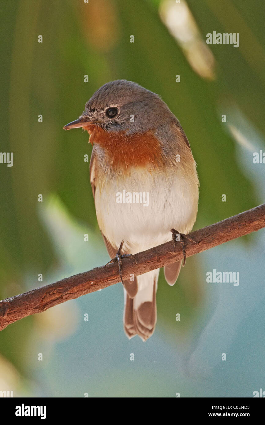 Red breasted flycatcher hi-res stock photography and images - Alamy