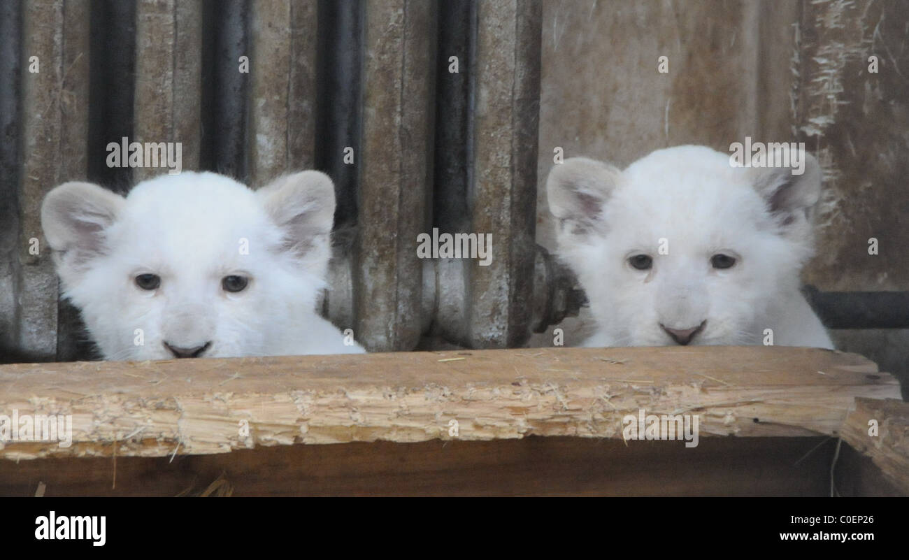 WHITE LION CUBS A Chinese zoo is celebrating after welcoming two rare ...