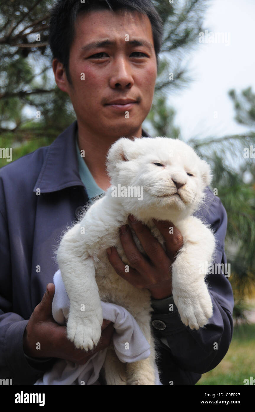 WHITE LION CUBS A Chinese zoo is celebrating after welcoming two rare ...