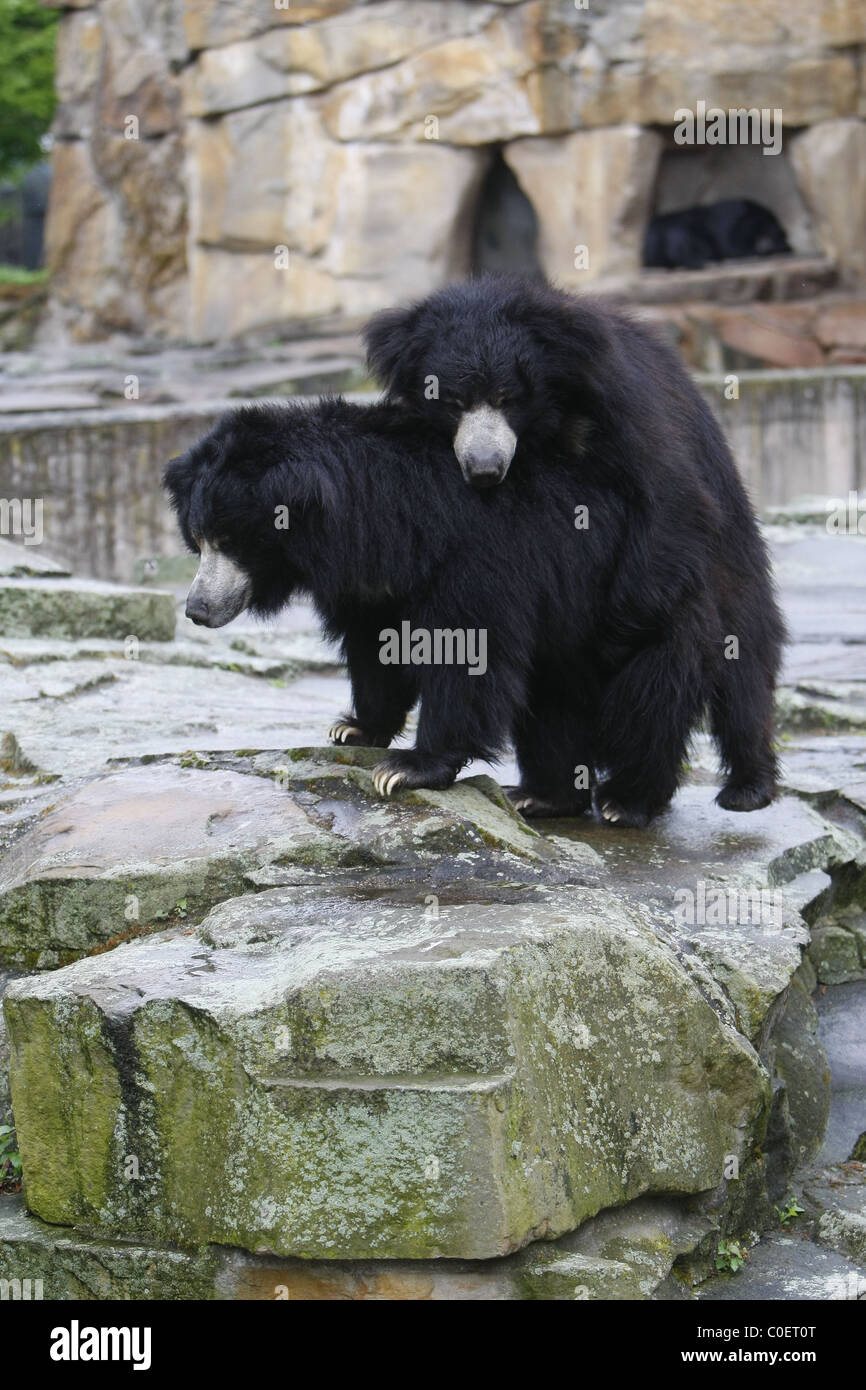 Sloth bears (Ours Lippu) trying for the next big attraction of the ...